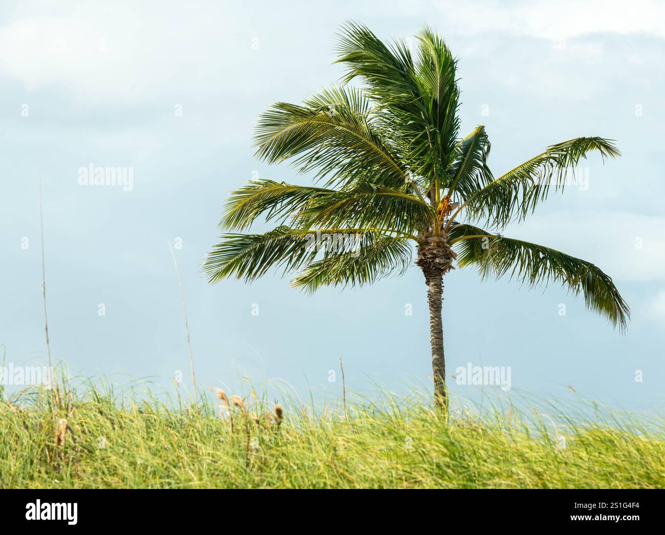 Lush fresh palm trees in Miami Florida Stock Photo - Alamy