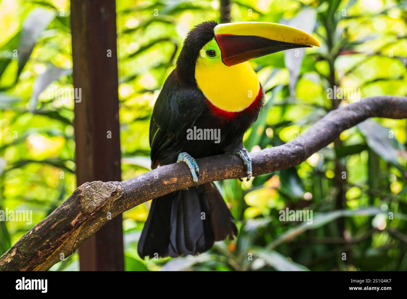 Chestnut-mandibled toucan (Ramphastos swainsonii). La Paz Waterfall ...