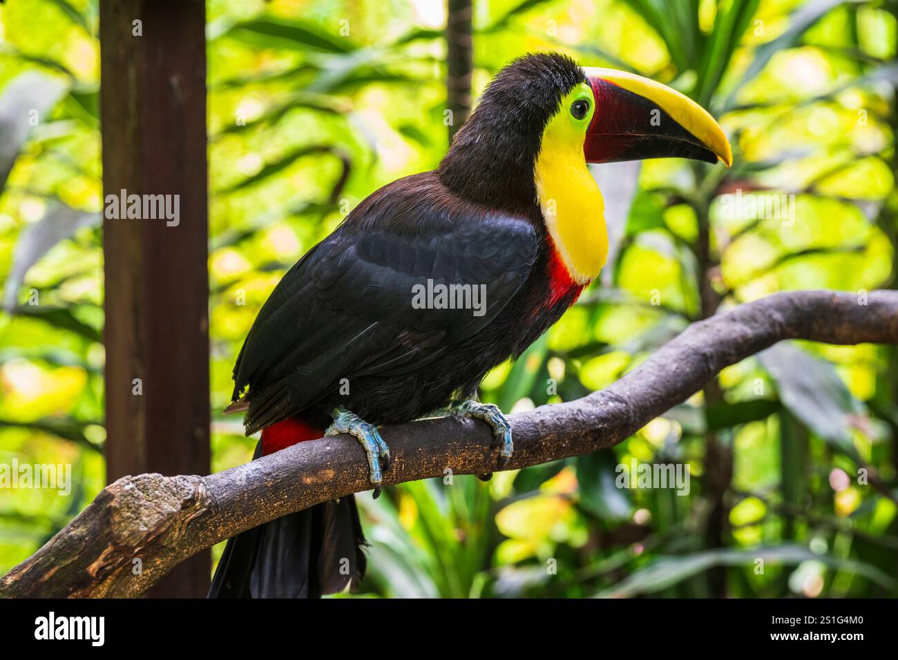 Chestnut-mandibled toucan (Ramphastos swainsonii). La Paz Waterfall ...