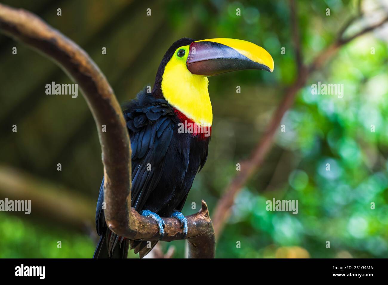 Chestnut-mandibled toucan (Ramphastos swainsonii). La Paz Waterfall ...