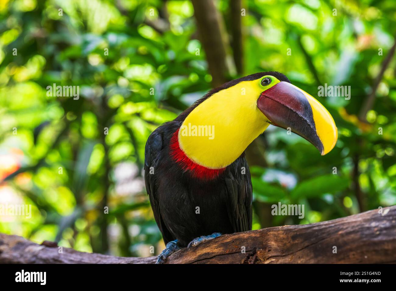 Chestnut-mandibled toucan (Ramphastos swainsonii). La Paz Waterfall ...