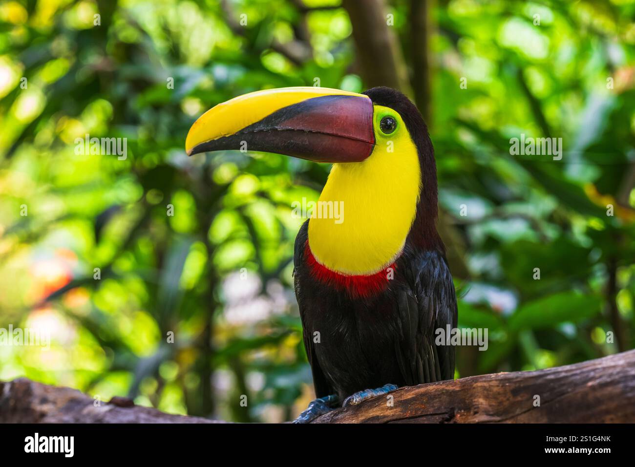 Chestnut-mandibled toucan (Ramphastos swainsonii). La Paz Waterfall ...