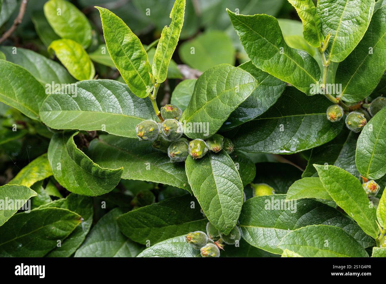 Sandpaper Fig Tree showing leaves and fruit Stock Photo - Alamy