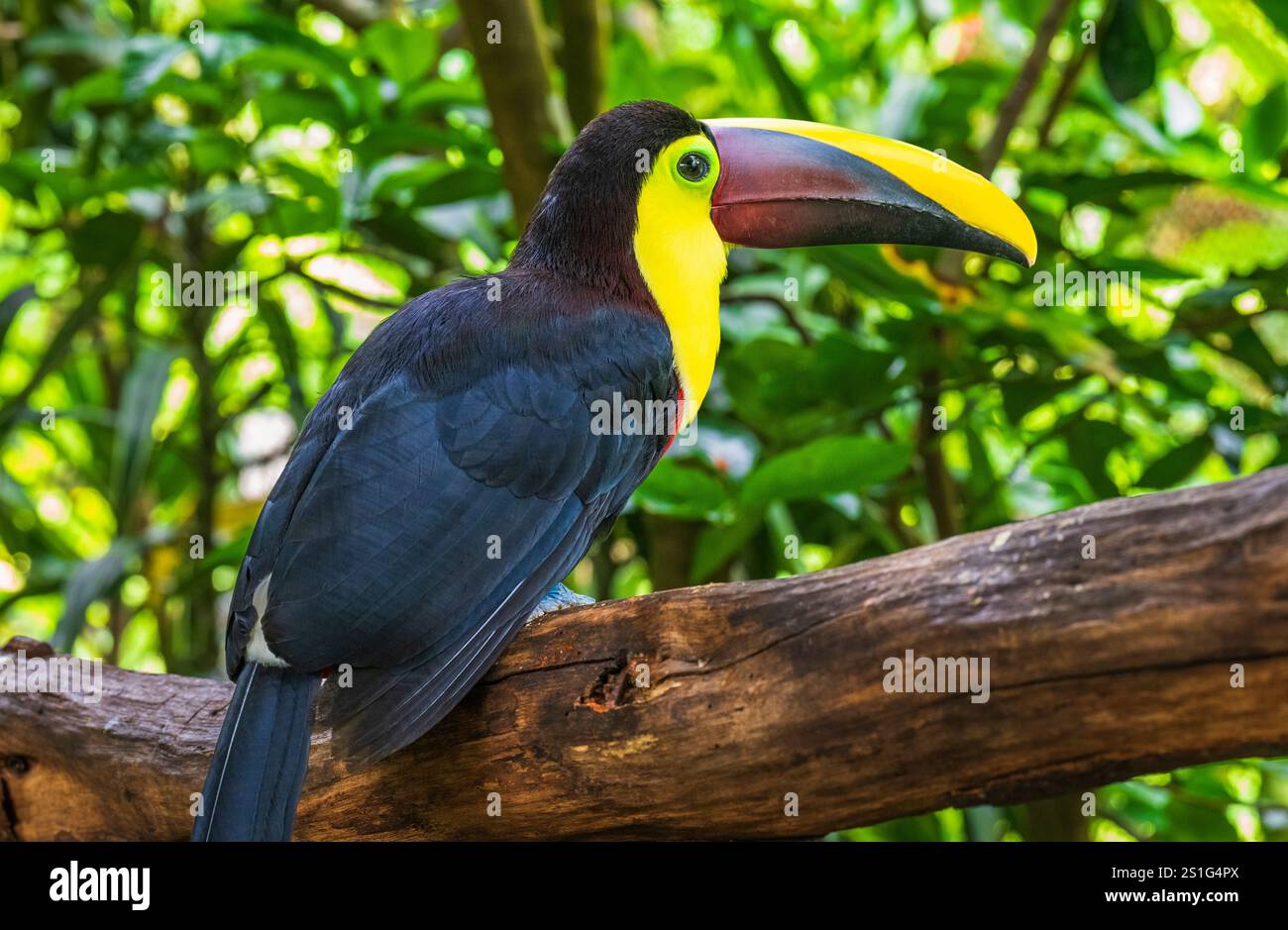 Chestnut-mandibled toucan (Ramphastos swainsonii). La Paz Waterfall ...