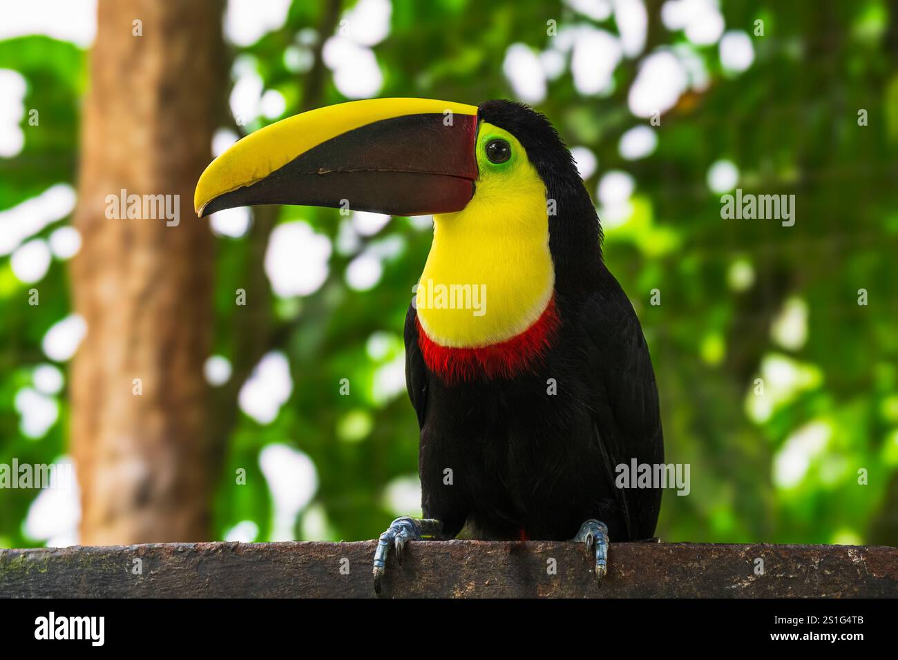Chestnut-mandibled toucan (Ramphastos swainsonii). La Paz Waterfall ...