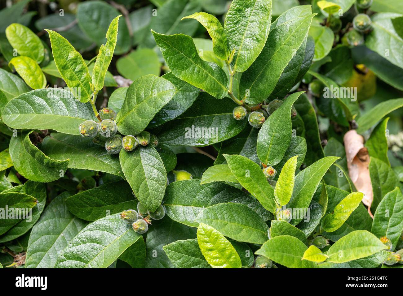 Australian figs hi-res stock photography and images - Alamy
