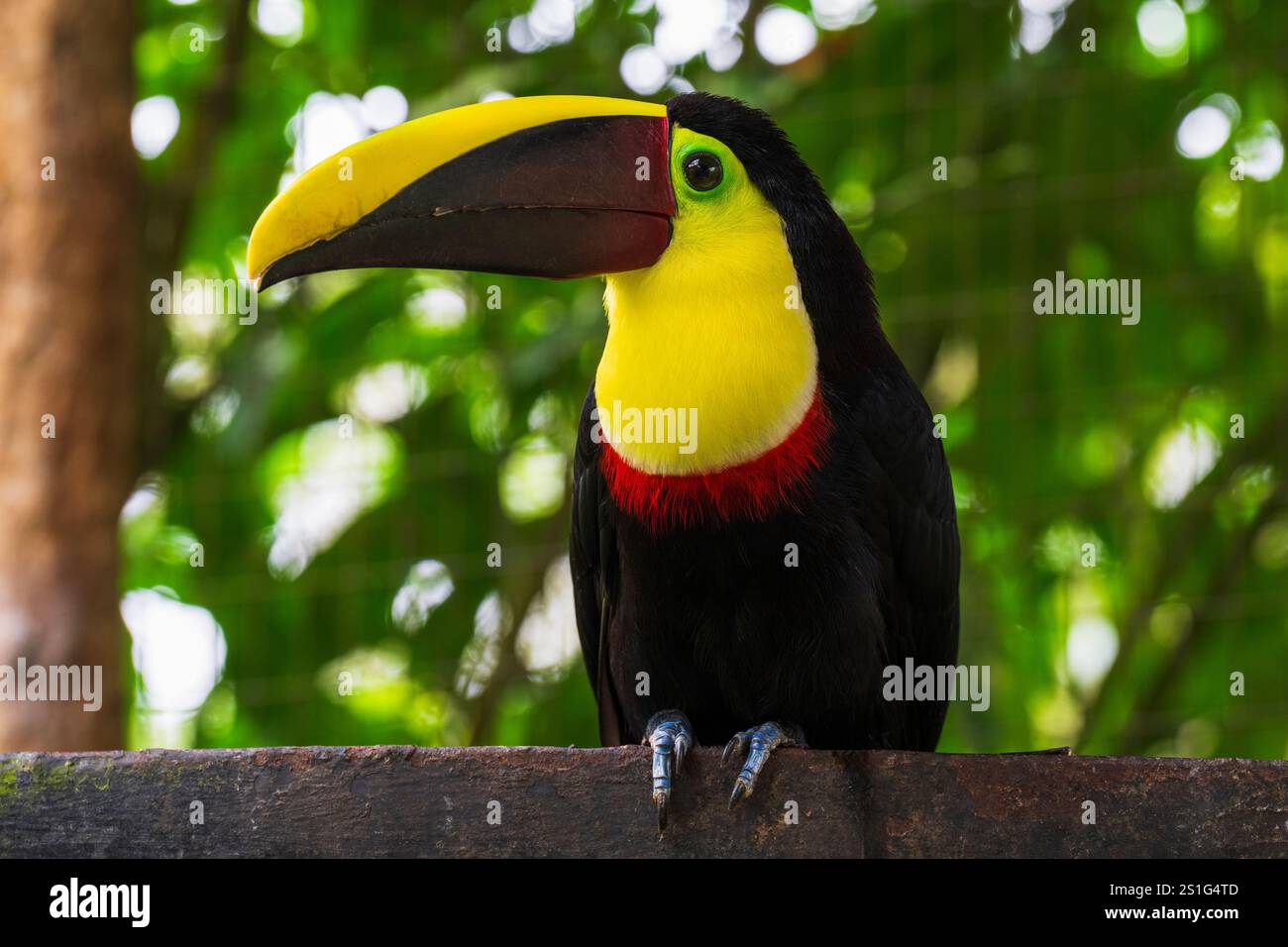 Chestnut-mandibled toucan (Ramphastos swainsonii). La Paz Waterfall ...