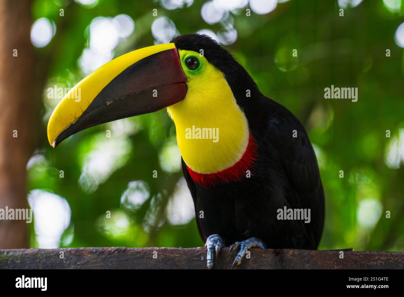 Chestnut-mandibled toucan (Ramphastos swainsonii). La Paz Waterfall ...