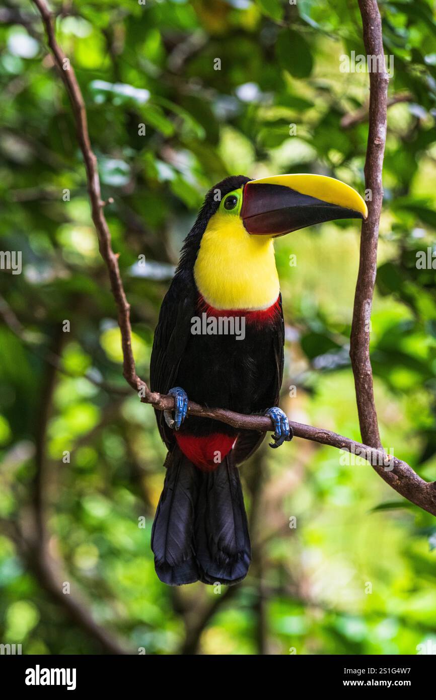 Chestnut-mandibled toucan (Ramphastos swainsonii). La Paz Waterfall ...