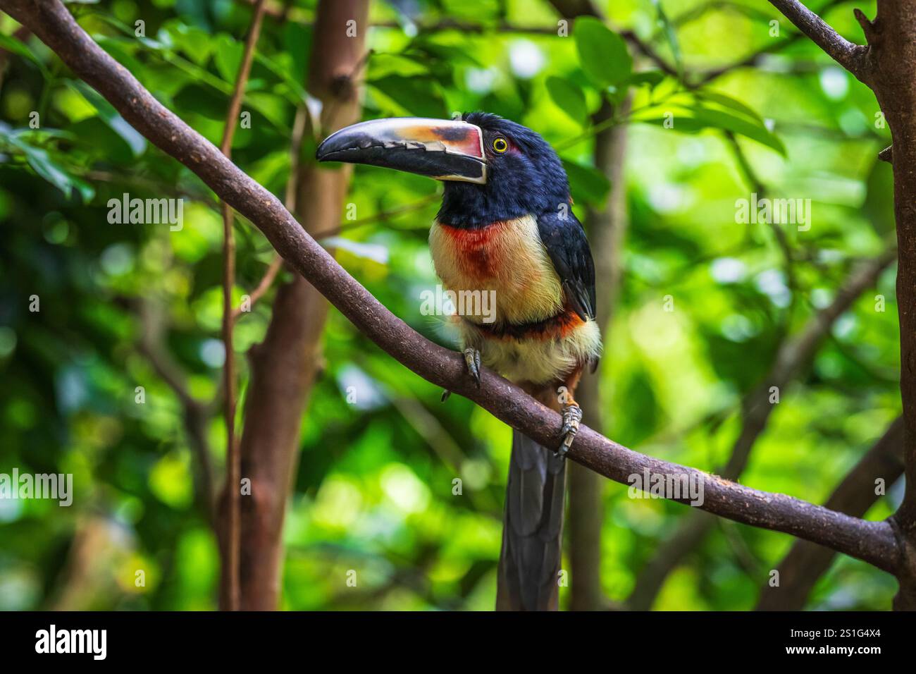 Collared Aracari (Pteroglossus toraquatus), La Paz Waterfall Gardens ...
