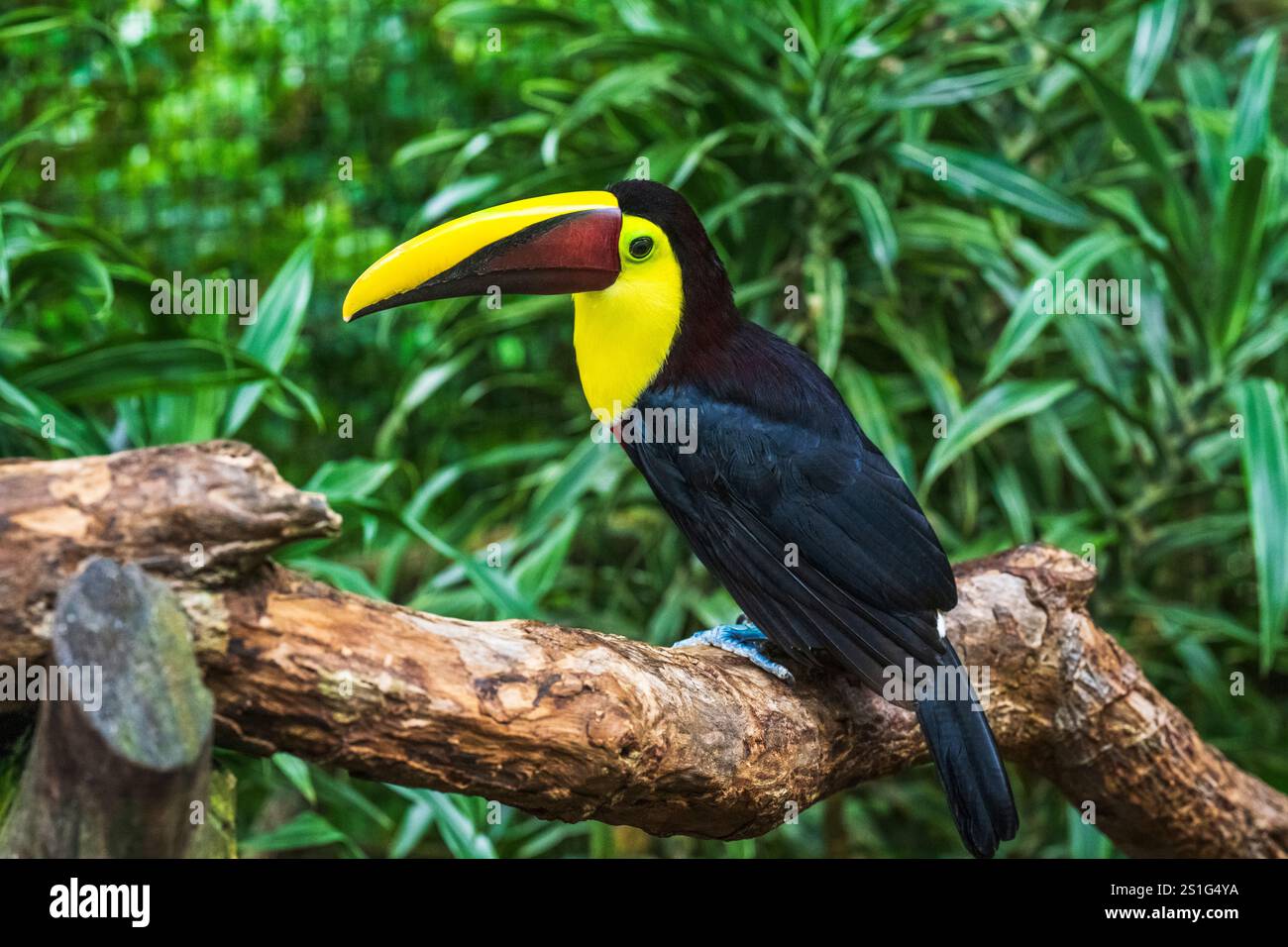 Chestnut-mandibled toucan (Ramphastos swainsonii). La Paz Waterfall ...