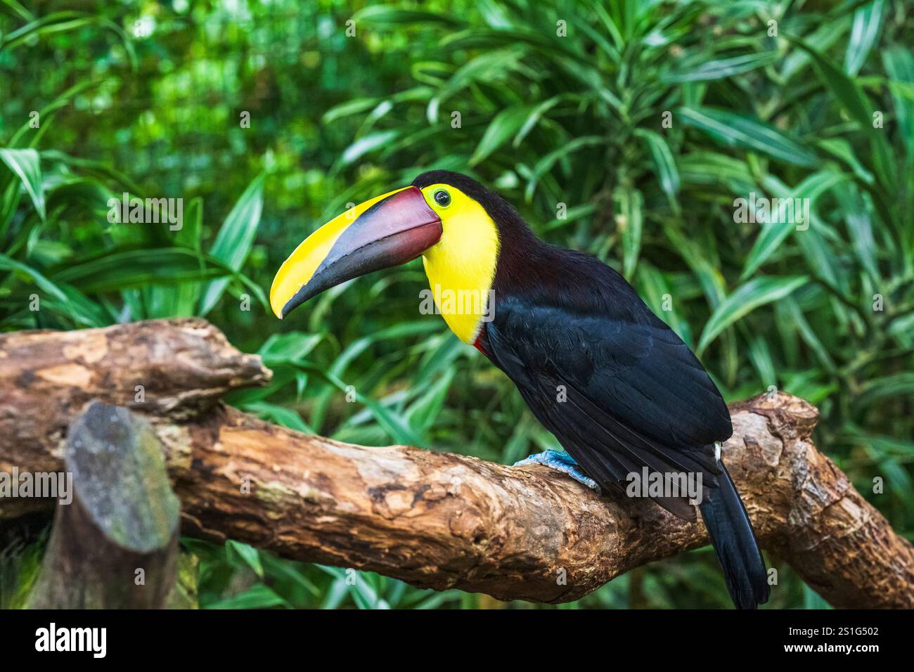 Chestnut-mandibled toucan (Ramphastos swainsonii). La Paz Waterfall ...