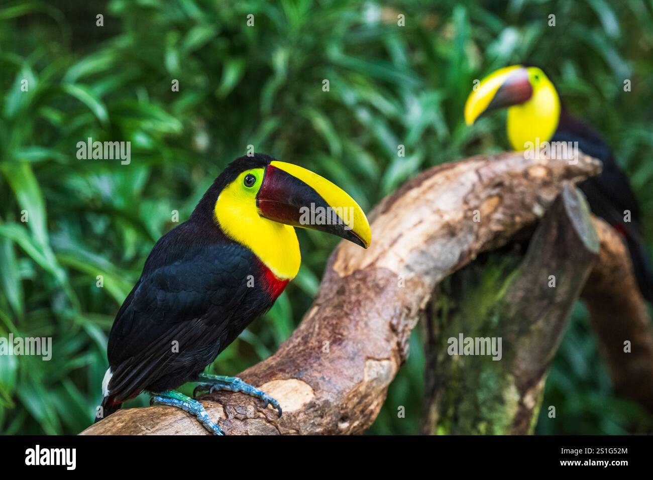 Chestnut-mandibled toucan (Ramphastos swainsonii). La Paz Waterfall ...