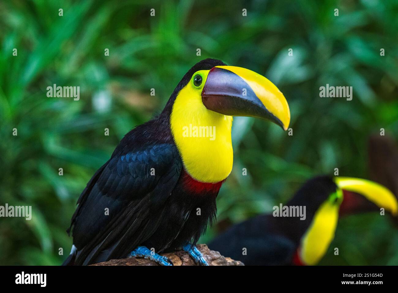 Chestnut-mandibled toucan (Ramphastos swainsonii). La Paz Waterfall ...