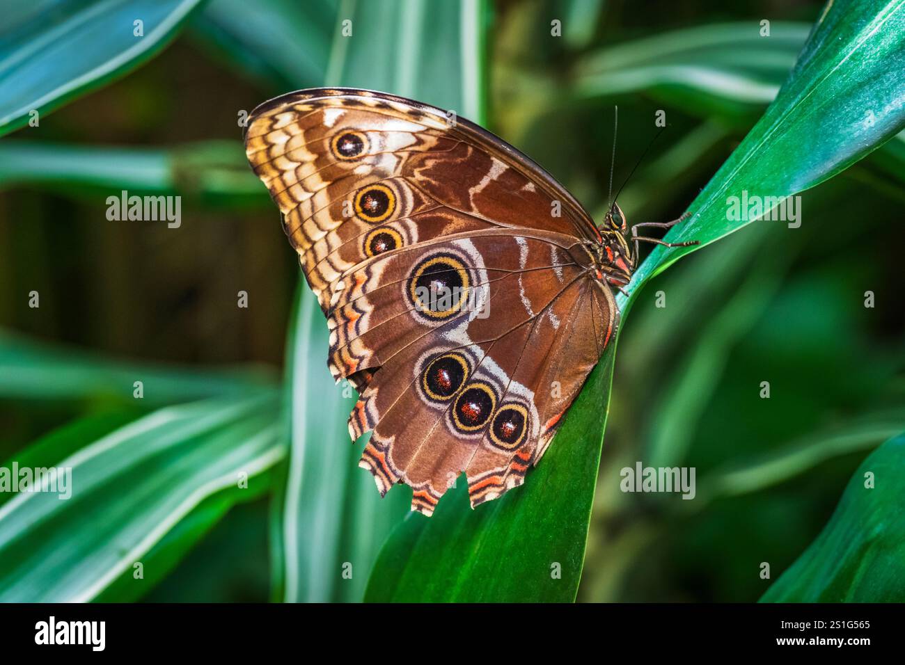 Blue Morpho Butterfly (Morpho menelaus) wings closed, La Paz Waterfall ...