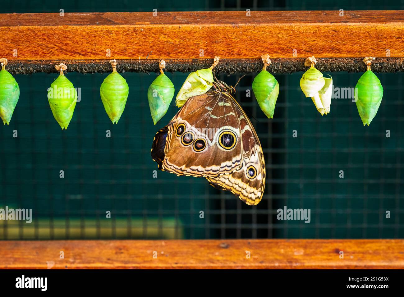 Blue Morpho Butterfly (Morpho paleides) emerging from a chrysalis, La ...