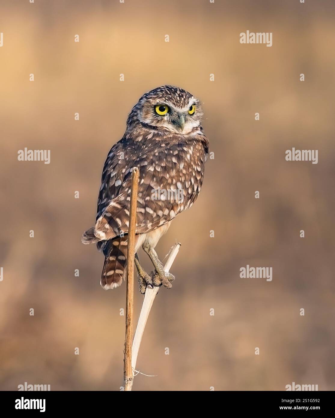 Close up of a Burrowing Owl with big yellow eyes and good body details ...
