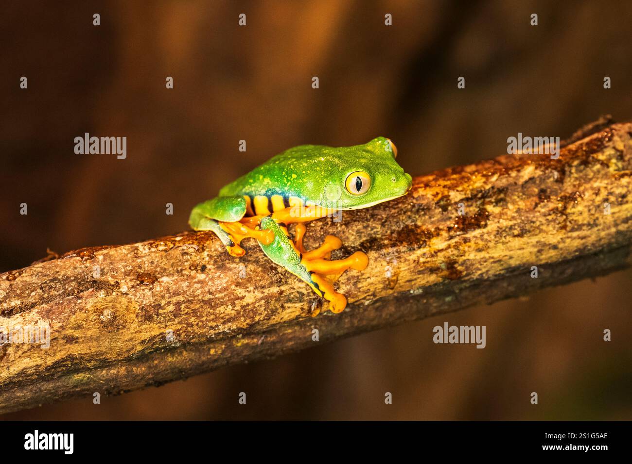 Splendid Leaf Frog (Agalychnis calcarifer), La Paz Waterfall Gardens ...