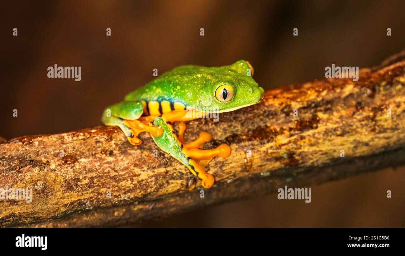 Splendid Leaf Frog (Agalychnis calcarifer), La Paz Waterfall Gardens ...