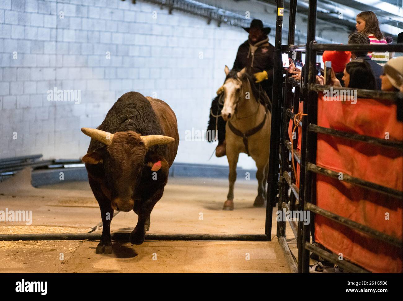 New York, New York, USA. 3rd Jan, 2025. Wrangler Jared Groene of Las ...