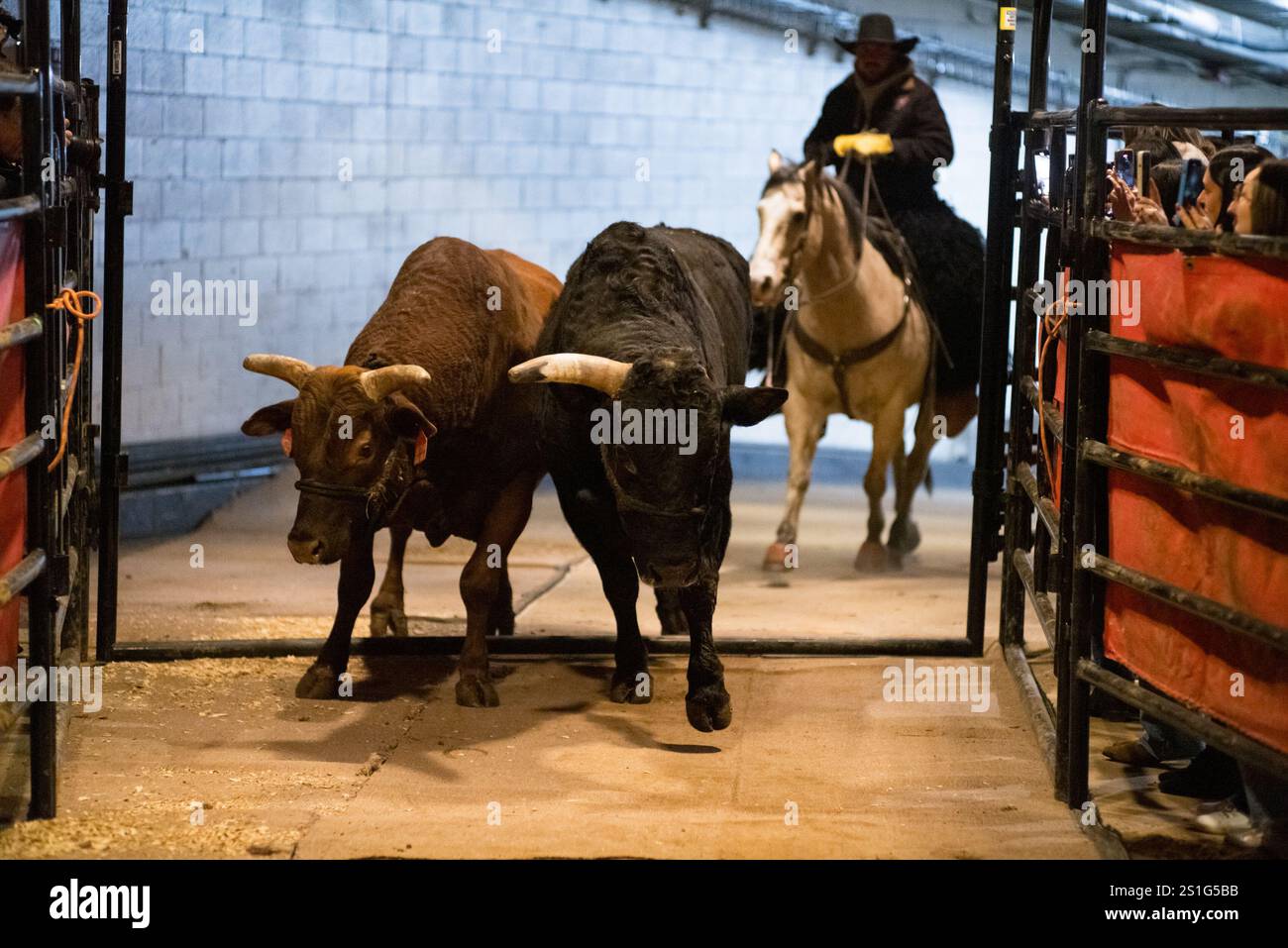 New York, New York, USA. 3rd Jan, 2025. Wrangler Jared Groene of Las ...