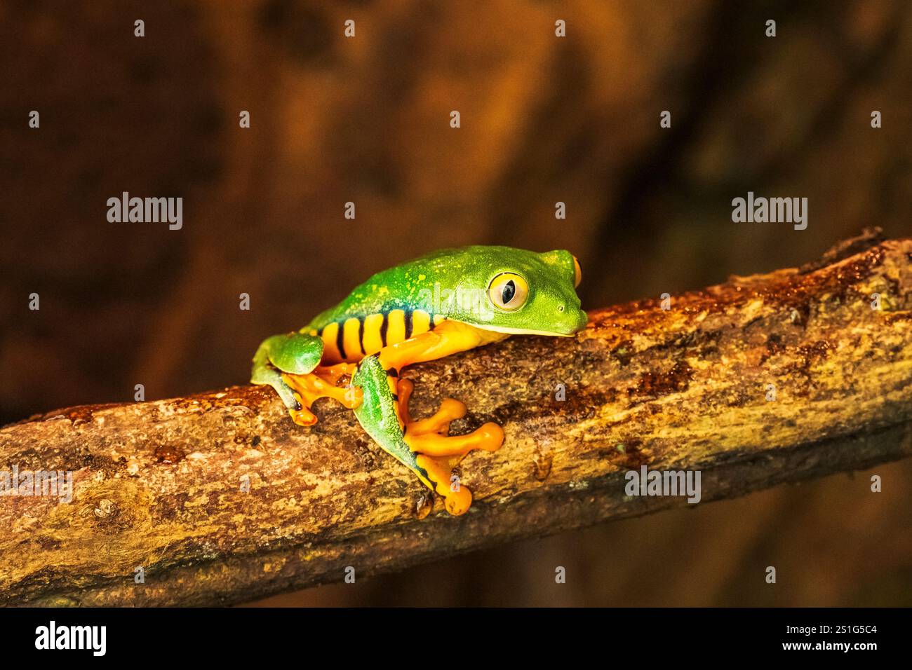 Splendid Leaf Frog (Agalychnis calcarifer), La Paz Waterfall Gardens ...