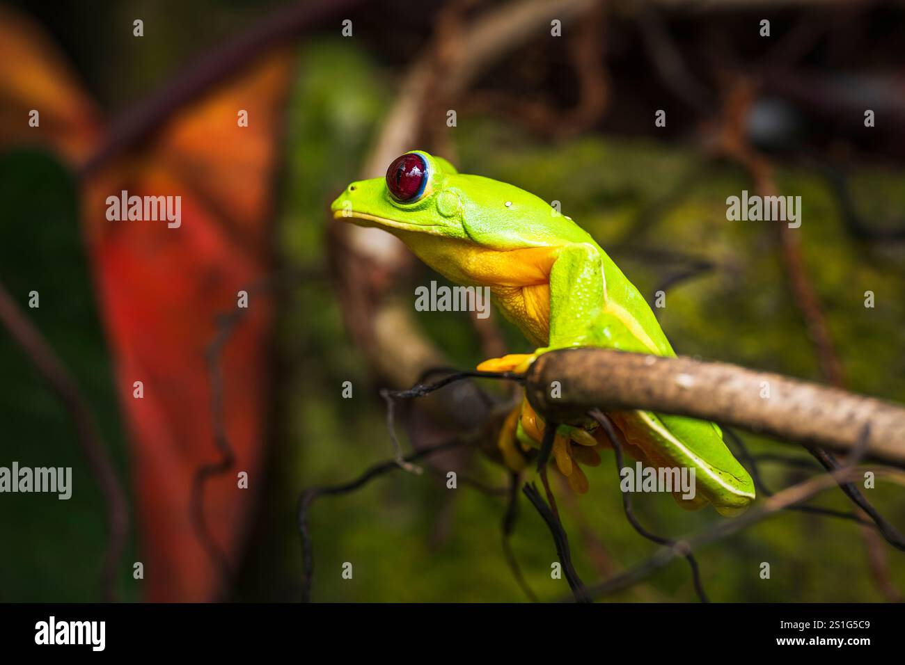Red-eyed tree frog (Agalychnis callidryas), La Paz Waterfall Gardens ...