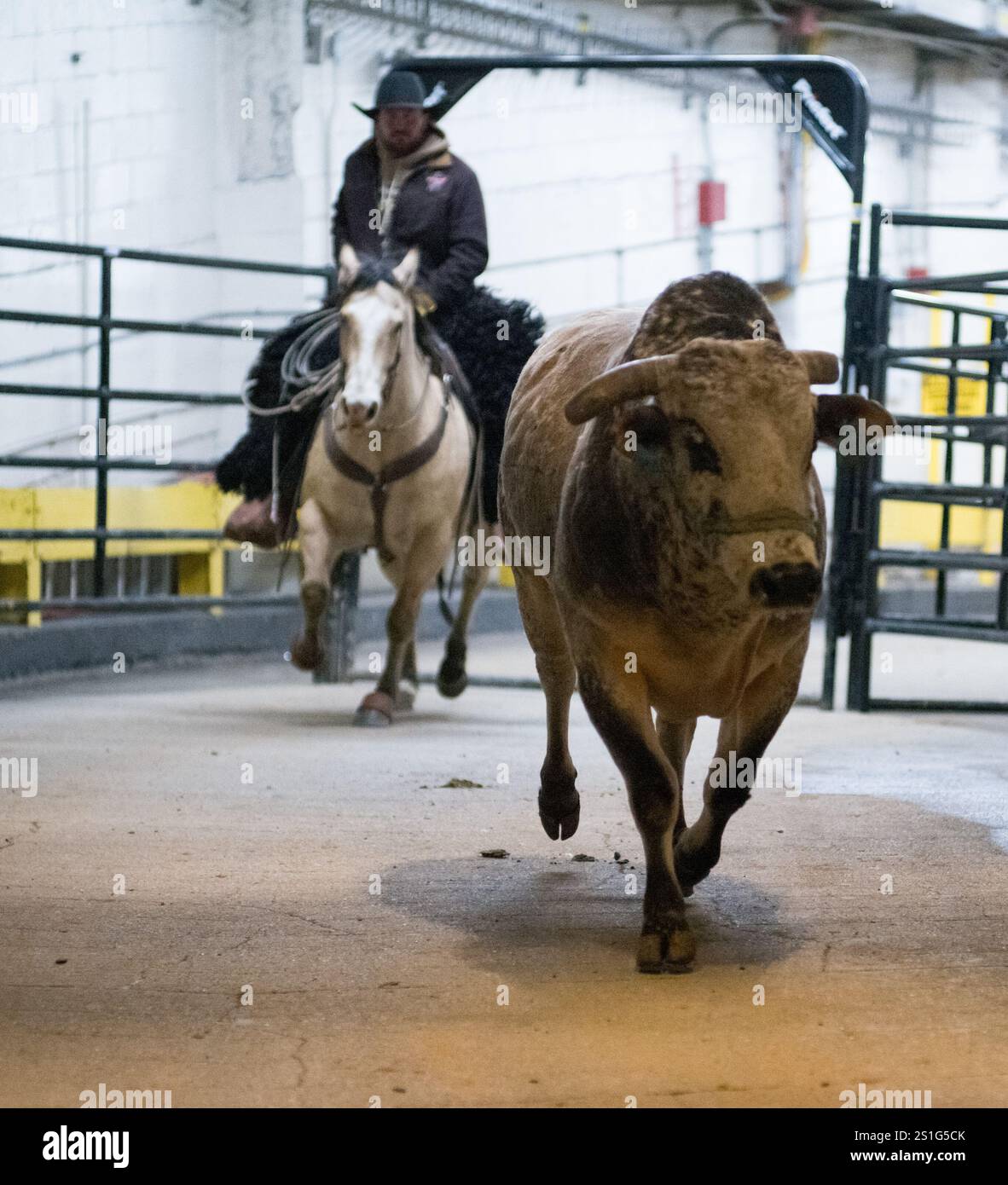 New York, New York, USA. 3rd Jan, 2025. Wrangler Jared Groene of Las ...