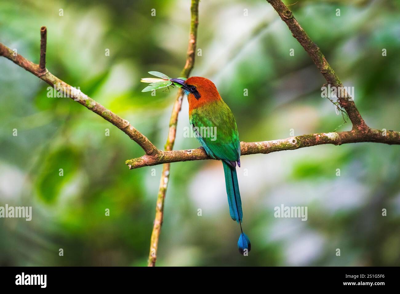 Motmot bird (Momotidae) eating a praying mantas, Arenal Volcano ...