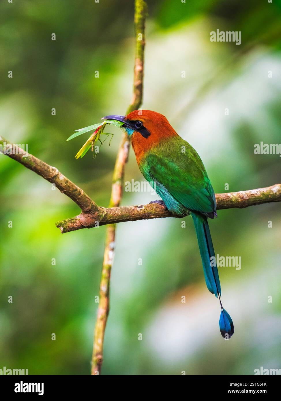 Motmot bird (Momotidae) eating a praying mantas, Arenal Volcano ...