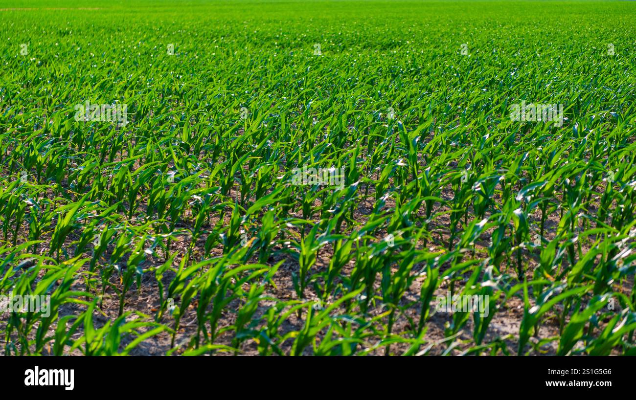 Field of harvest. Field harvest with corn crop. Agriculture and ...