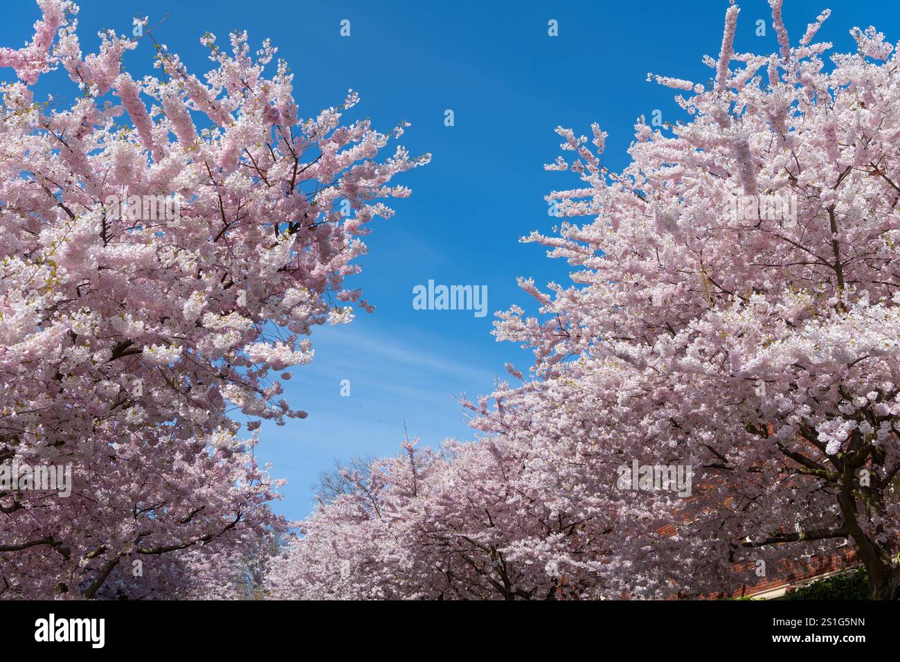 Spring nature. Sakura tree blossom. Beautiful pink spring Sakura flower ...