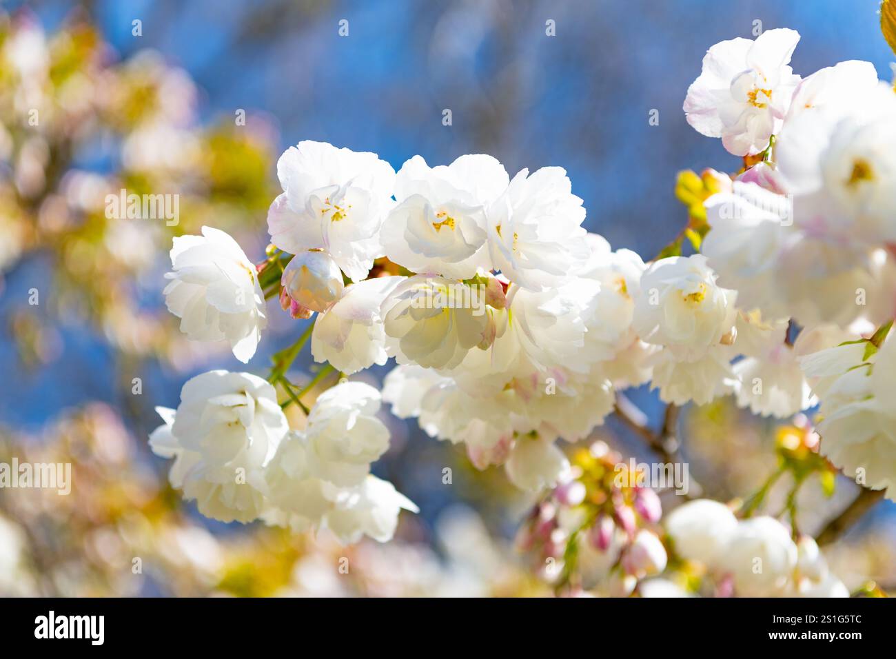 Sakura tree blossom. Beautiful pink spring Sakura flower on a tree ...