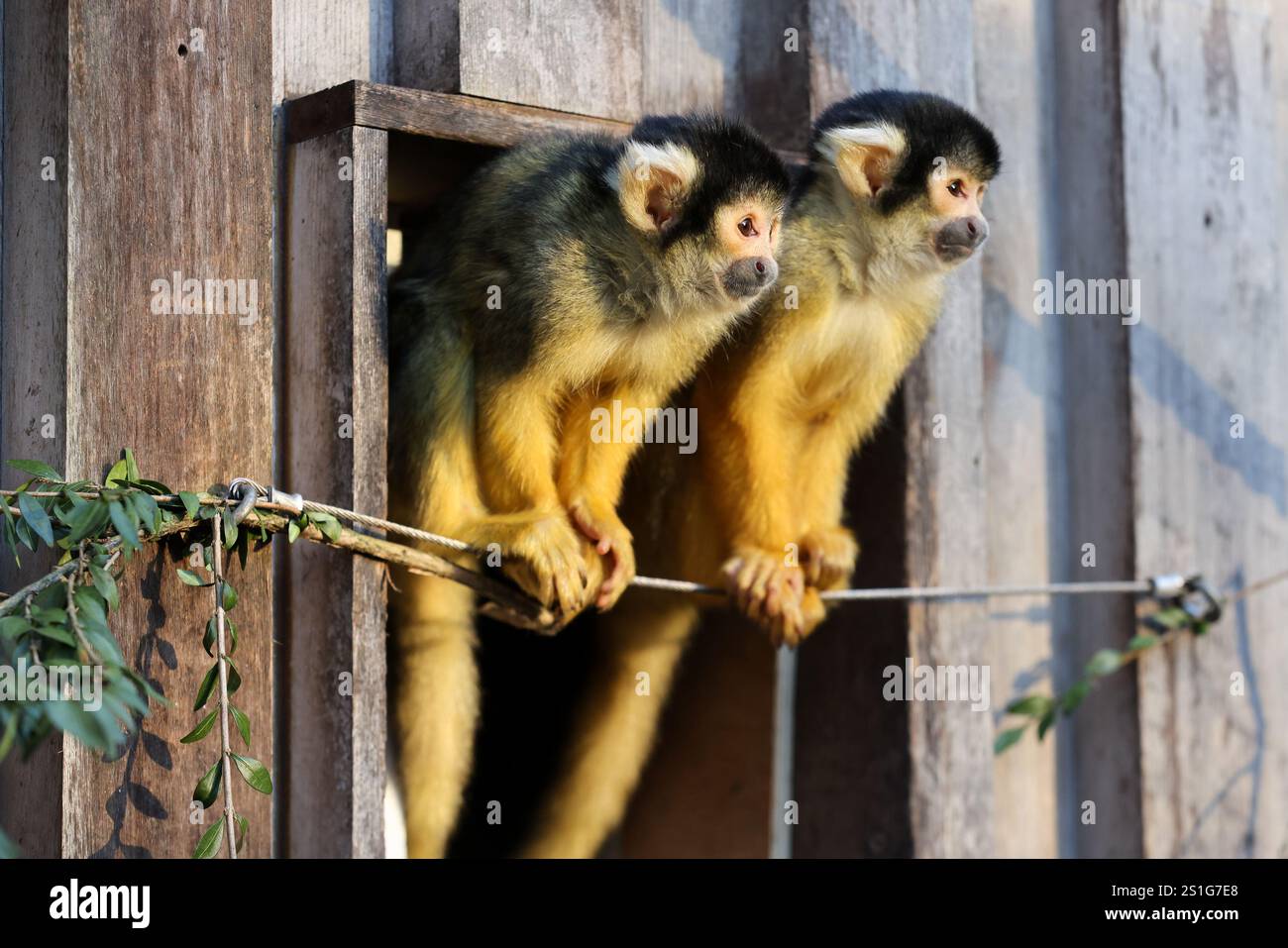 London, UK. 4th Jan, 2025. Squirrel monkeys stand during the annual ...