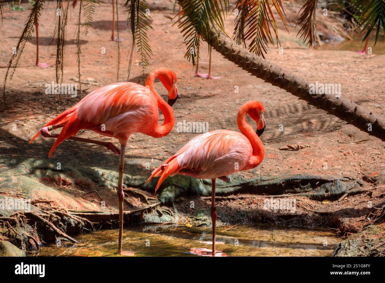 Florida Pink Flamingos at the Palm Beach Zoo. In Water With Palm Tree ...