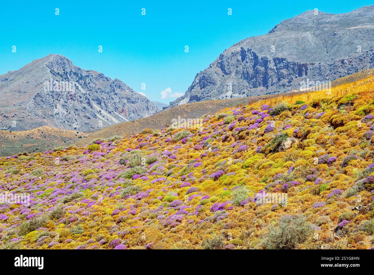 Wild thyme bushes blooming, Kourtaliótiko gorge, Rethymno, Crete, Greek ...