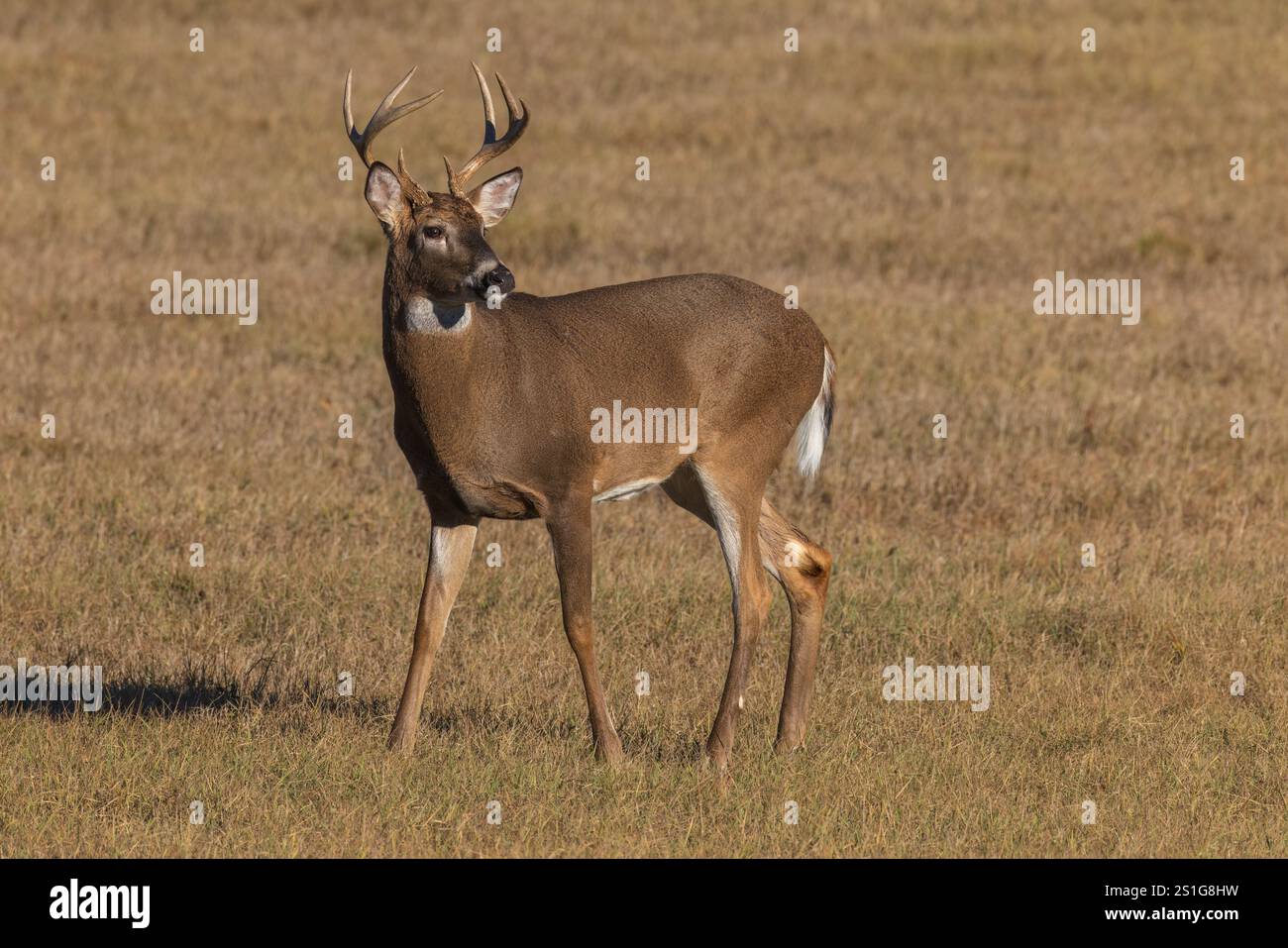 White-tailed buck during the rut in northern Wisconsin Stock Photo - Alamy