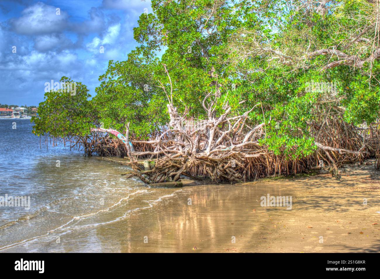 Intracoastal Waterway With Mangroves in Jupiter Florida. Mangrove Roots ...