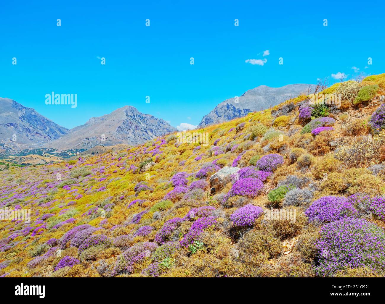 Wild thyme bushes blooming, Kourtaliótiko gorge, Rethymno, Crete, Greek ...