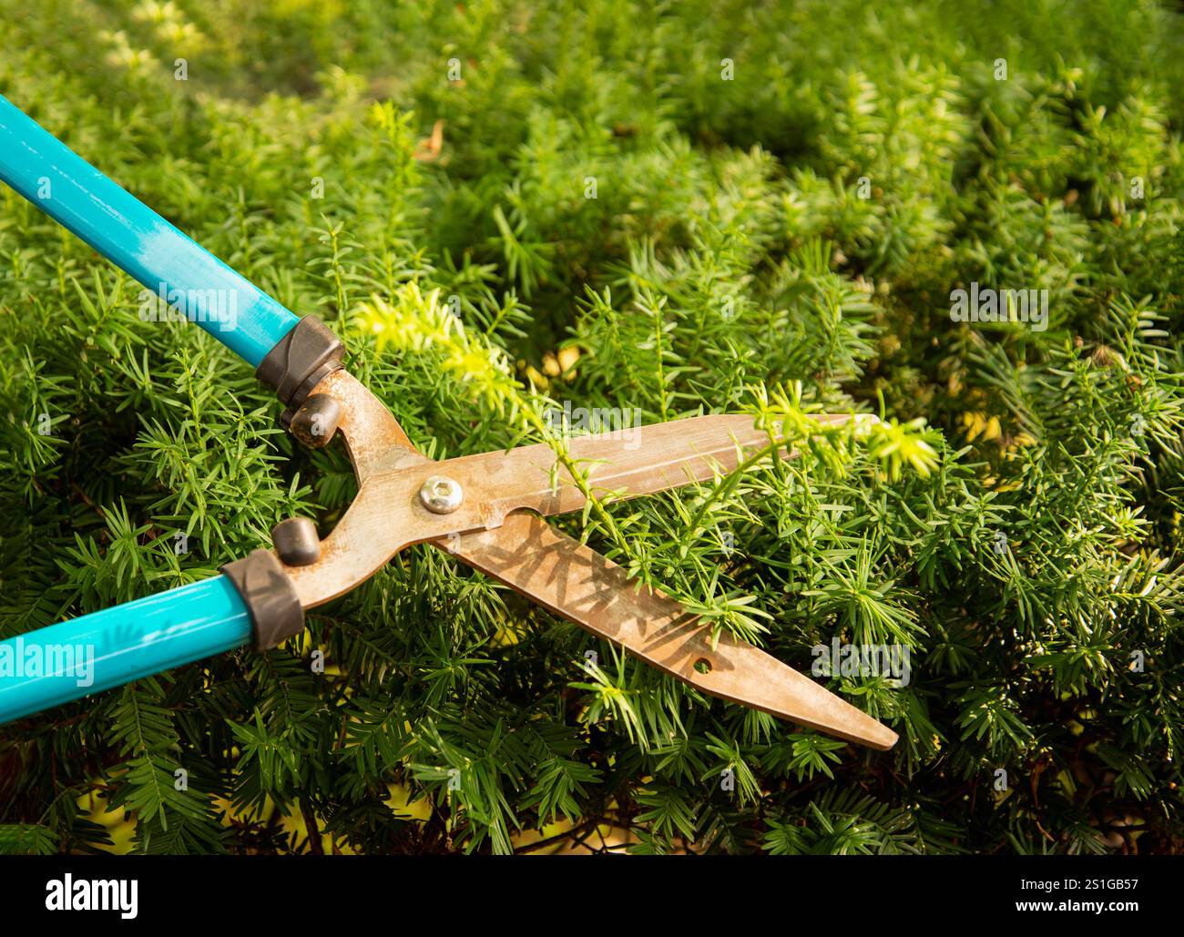 Landscaping yard hedge trimming hand scissor cutters Stock Photo - Alamy
