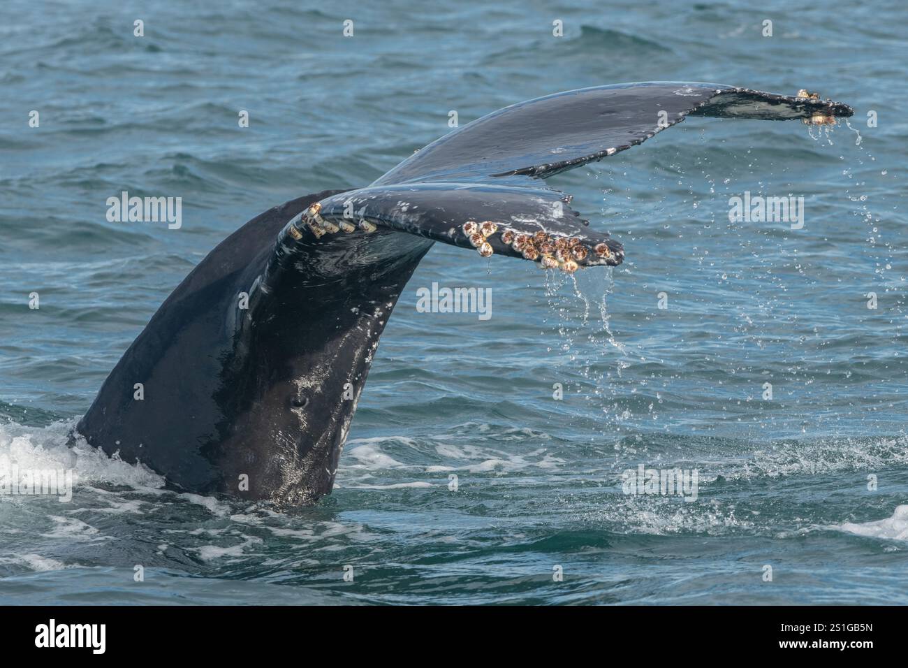 Whale barnacle (Coronula diadema) on humpback whale (Megaptera ...