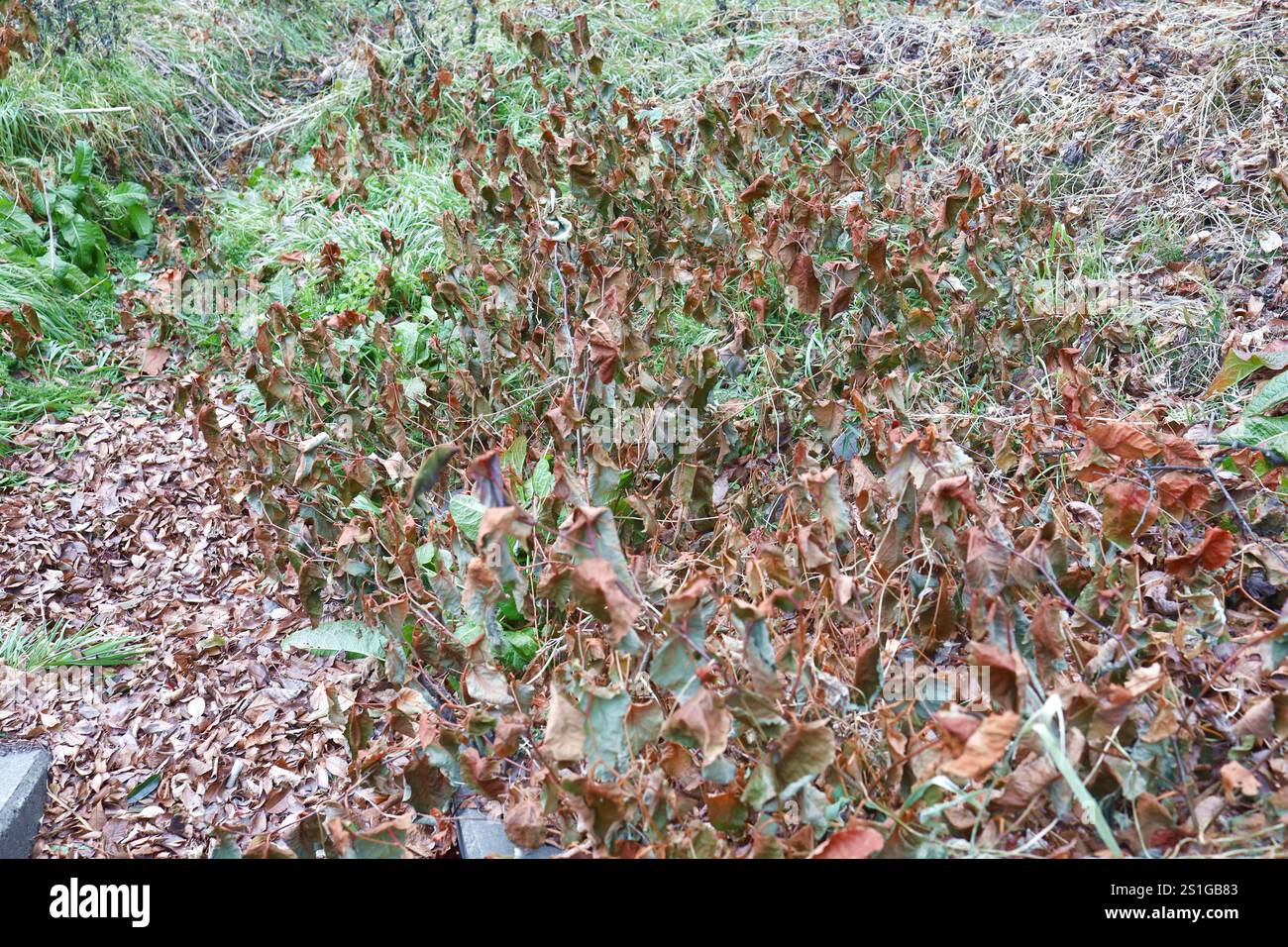 December 30, 2024. Sendai, Miyagi Prefecture, Japan.The riverbed of the ...