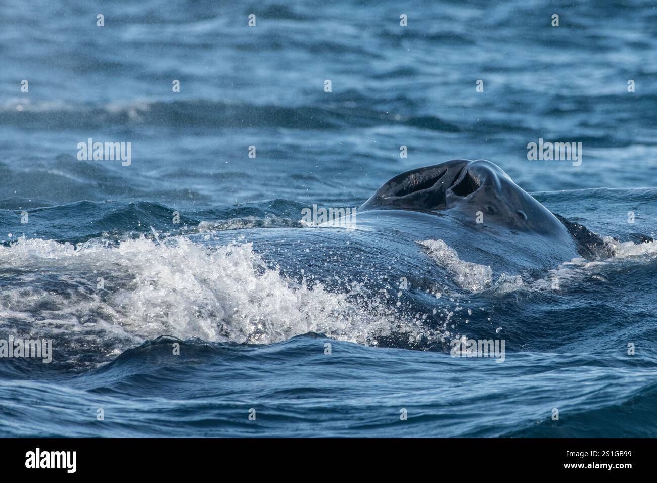 The nostrils or blowhole of a humpback whale (Megaptera novaeangliae ...