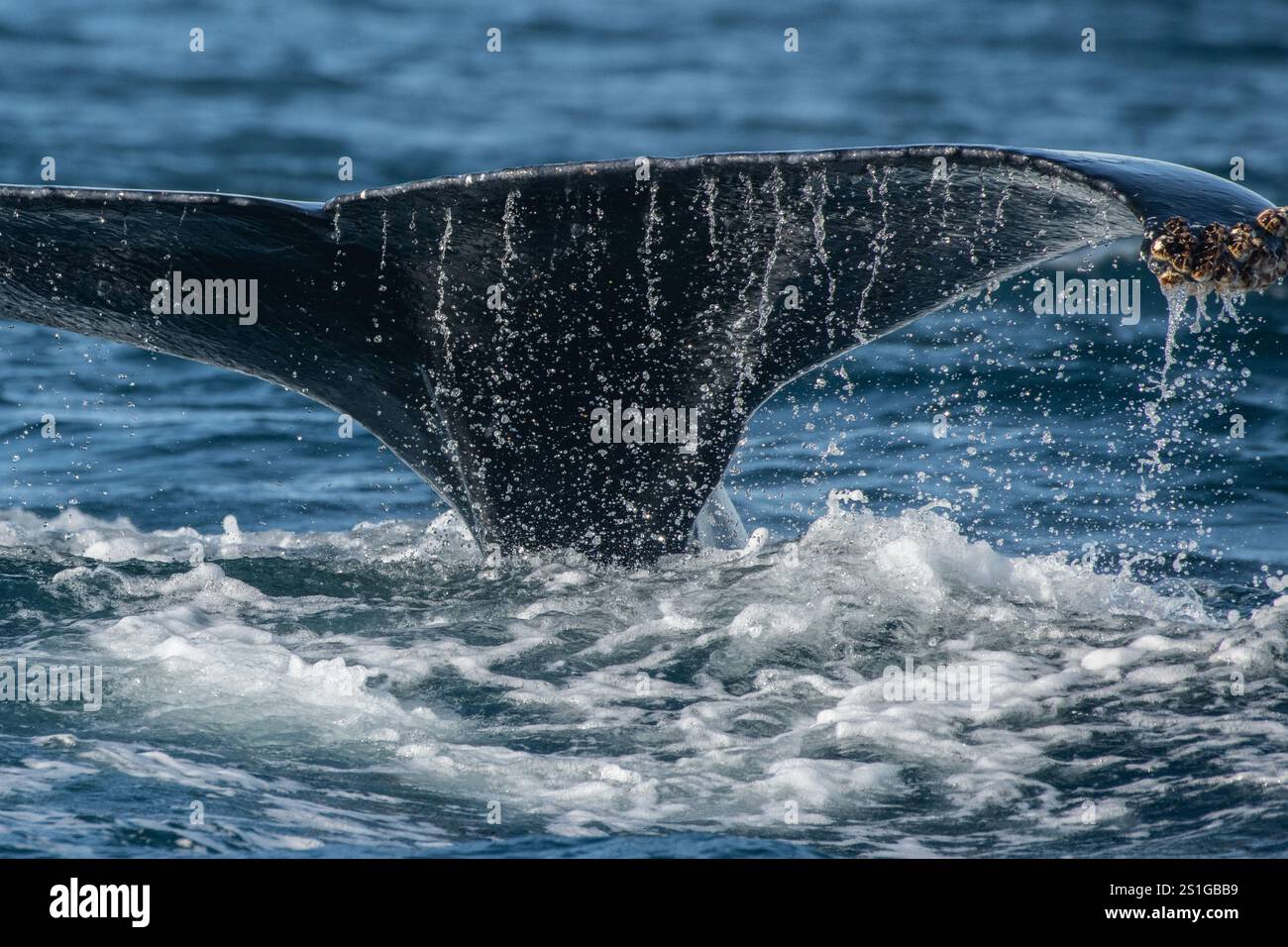 Water pours off a humpback whale (Megaptera novaeangliae) tail or fluke ...