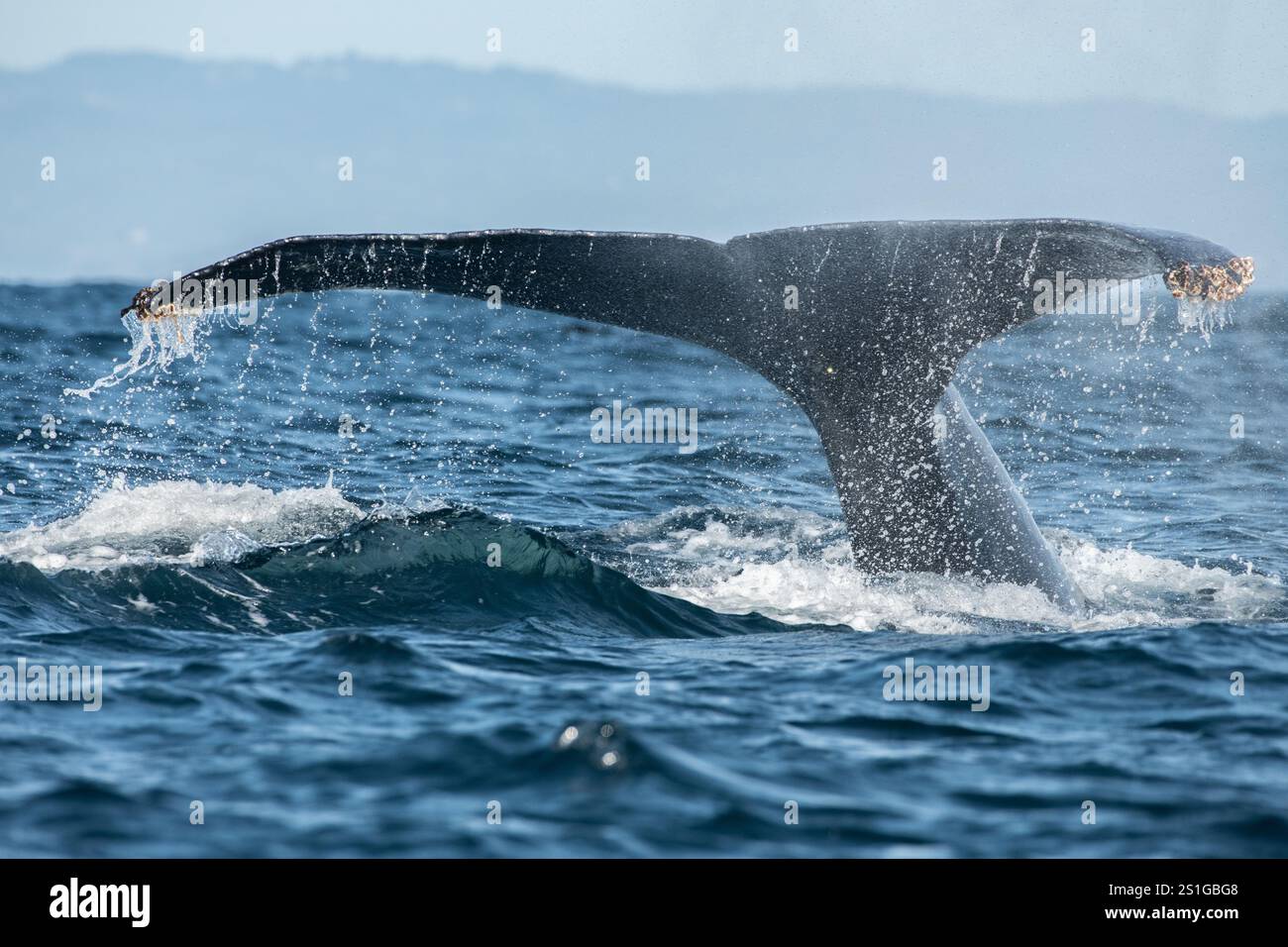 humpback whale (Megaptera novaeangliae) tail slapping in Monterey Bay ...