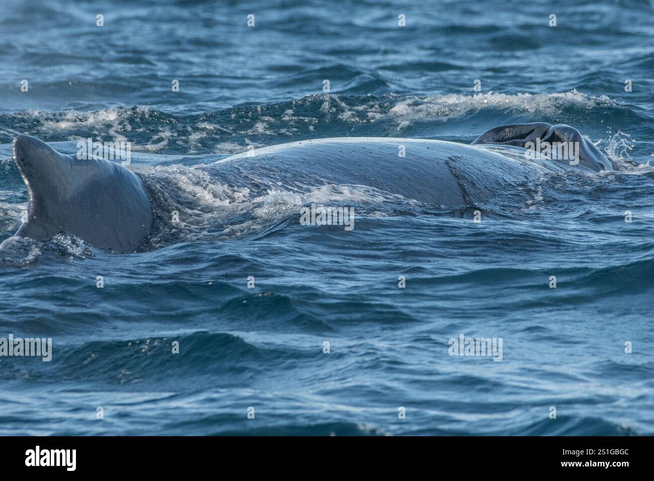 The nostrils or blowhole of a humpback whale (Megaptera novaeangliae ...