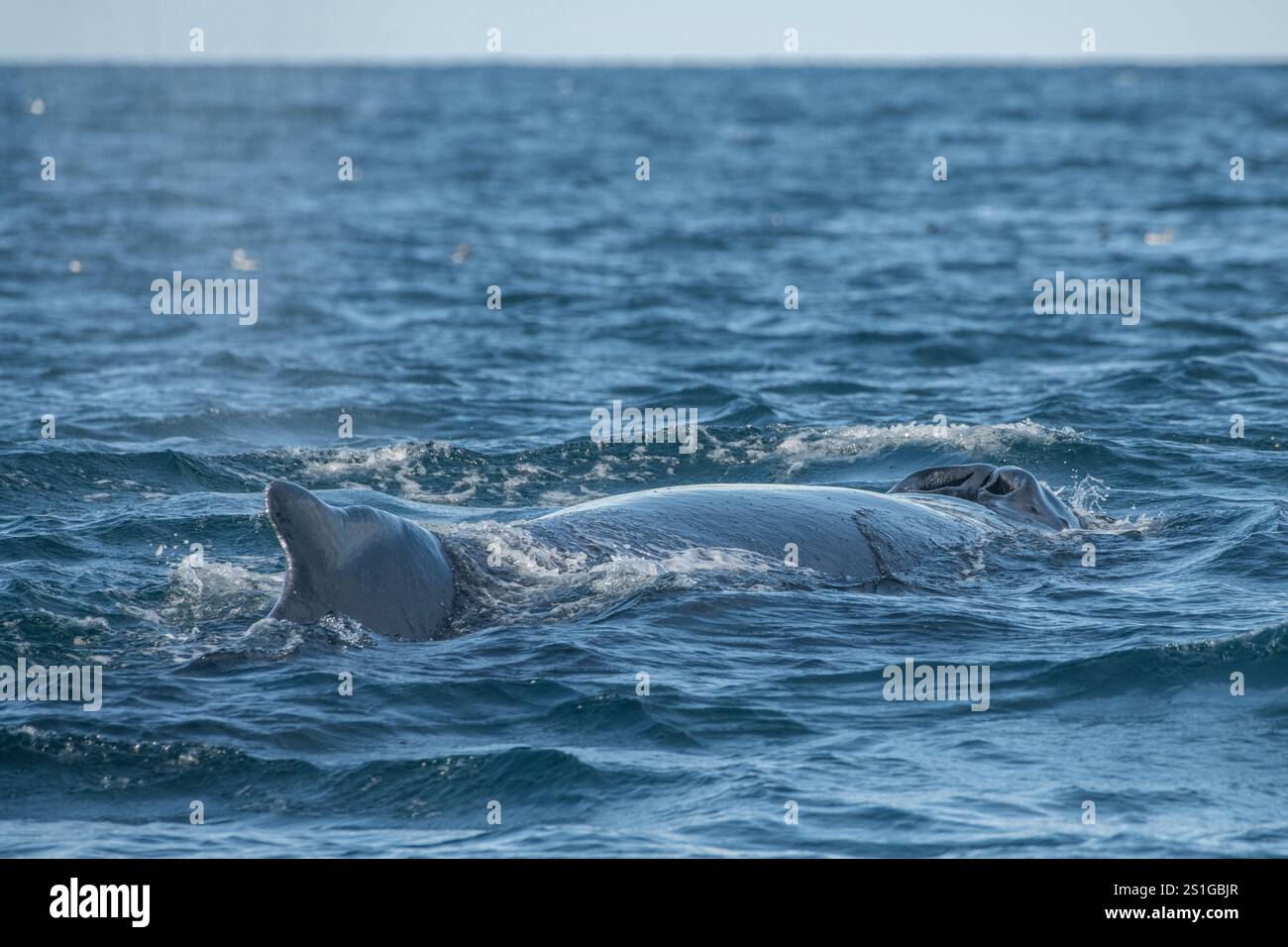 The nostrils or blowhole of a humpback whale (Megaptera novaeangliae ...