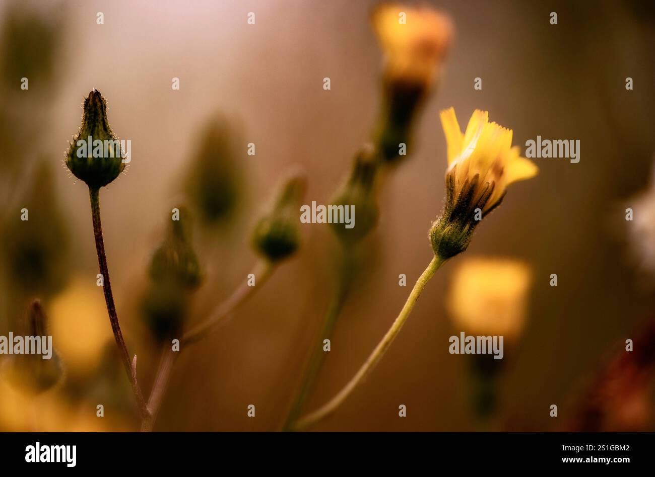 Subtle natural lighting hi-res stock photography and images - Alamy