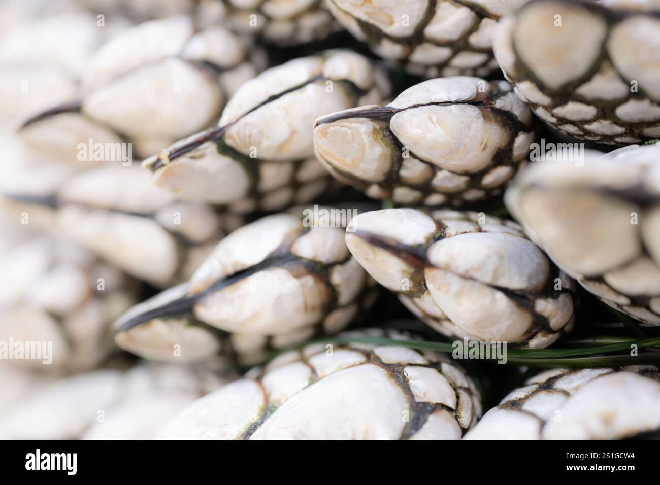 Bright White Color of Gooseneck Barnacles At Low Tide along the ...