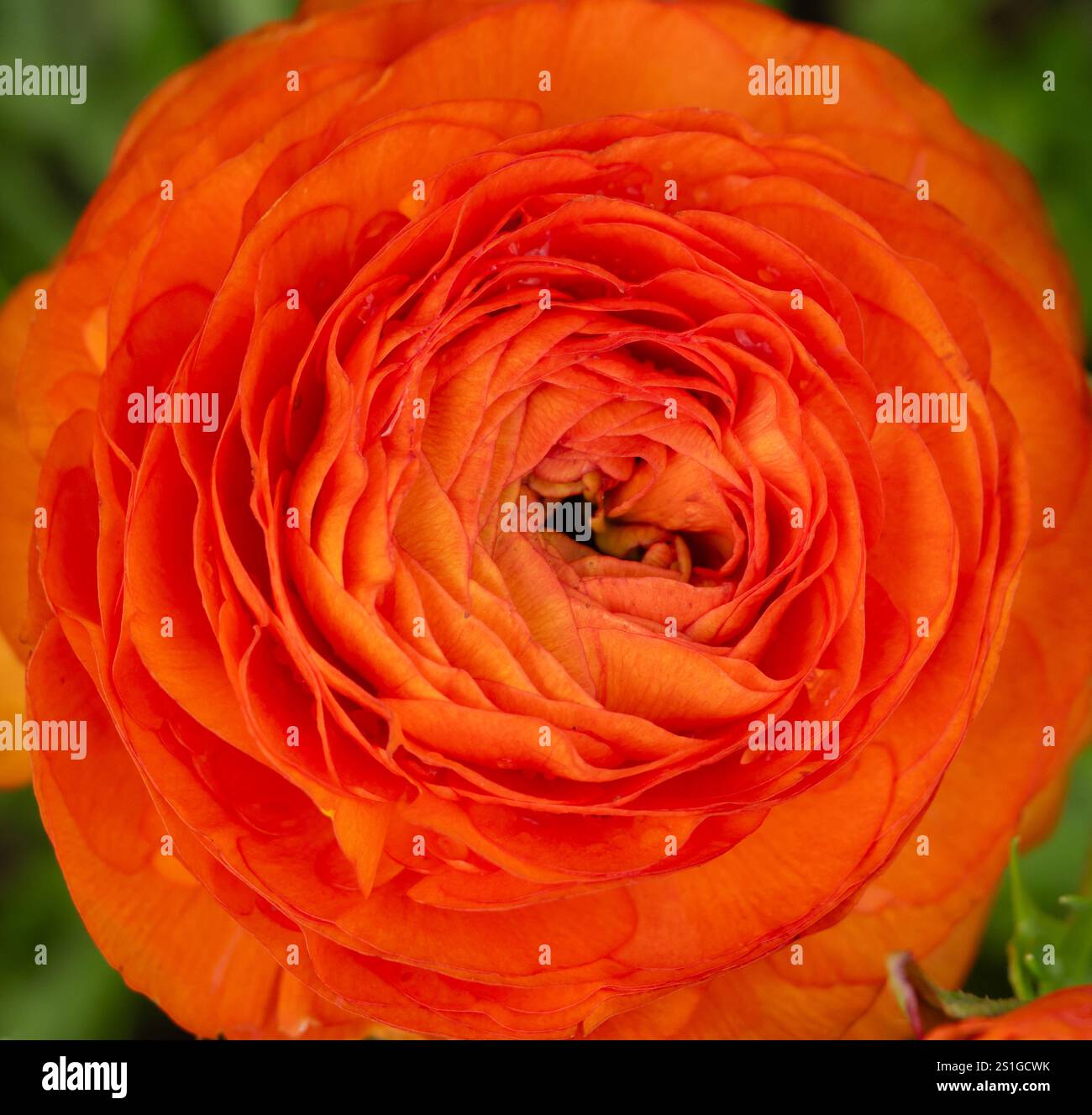 Close Up Of Ranunculus Bloom And The Layers Of Petals Stock Photo - Alamy